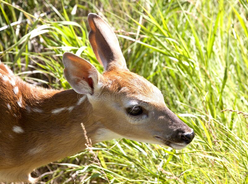 Baby Deer Doe stock photo. Image of wildlife, cute, baby - 78956550