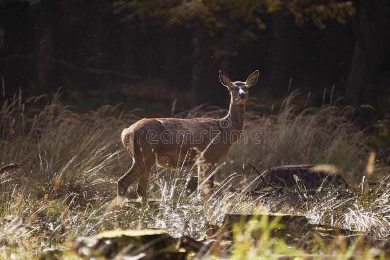 Baby deer in forest stock image. Image of nature, green - 258323911