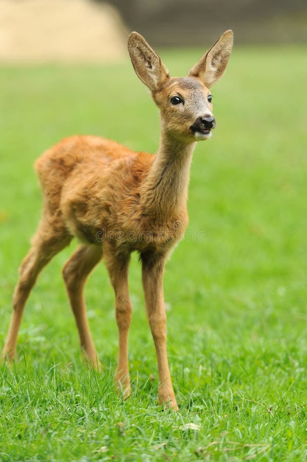 Baby Roe Deer on Summer Meadow Stock Photo - Image of black, animal ...