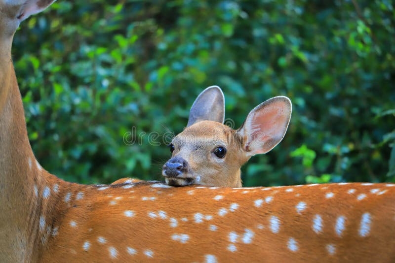 Baby Deer Head Close Up in Nature Stock Photo - Image of baby, young ...