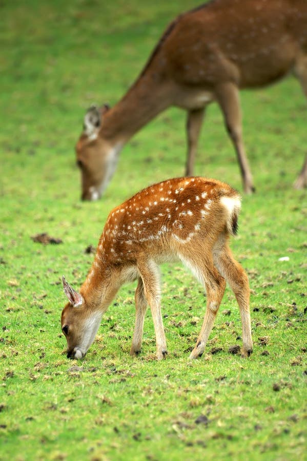 Baby deer and mom stock photo. Image of bambi, cute, hunting - 2411592