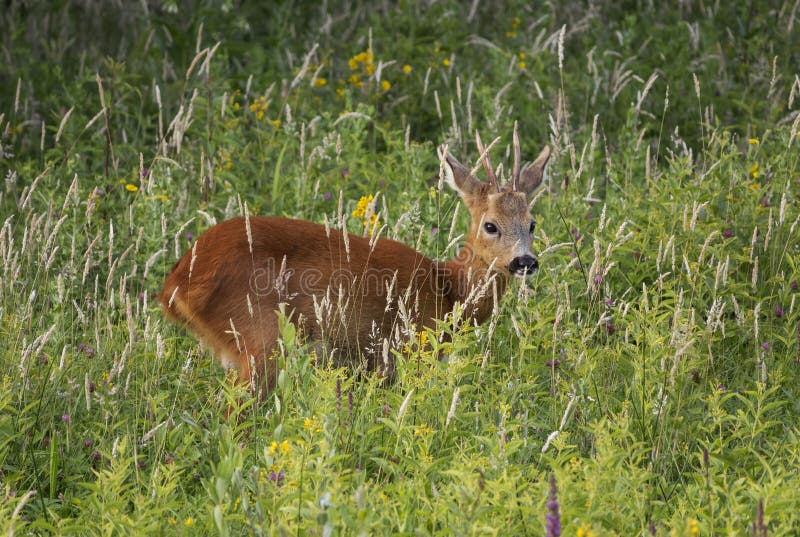 Baby Deer Standing in the Meadow Stock Image - Image of mammal, young ...