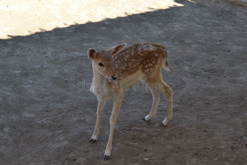 Baby Deer Standing in the Shadows Stock Image - Image of background ...