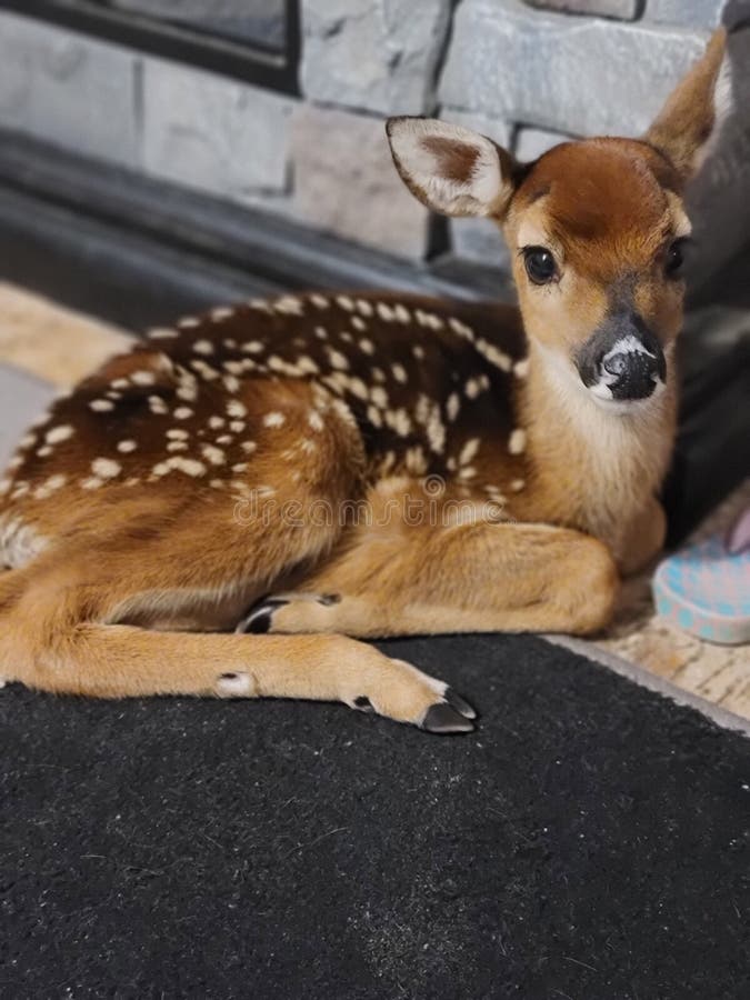 443 Baby Deer Cat Stock Photos - Free & Royalty-Free Stock Photos from ...