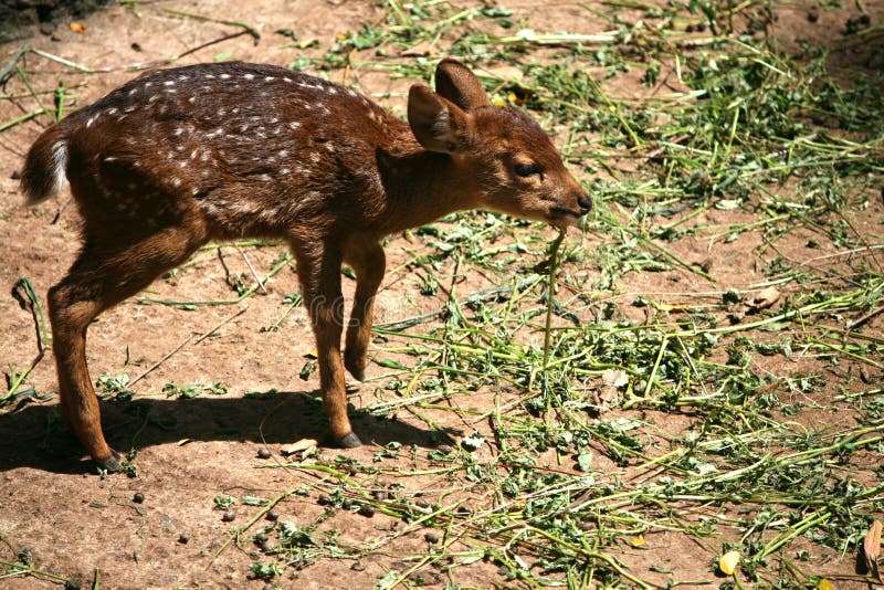 18,076 Baby Deer Stock Photos - Free & Royalty-Free Stock Photos from ...