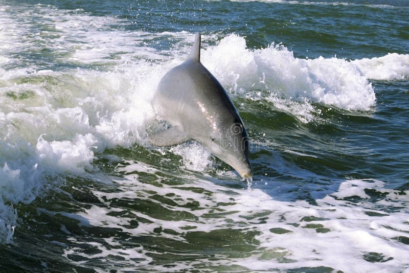 Baby-Delphin stockbild. Bild von himmel, delphin, welle - 52310889