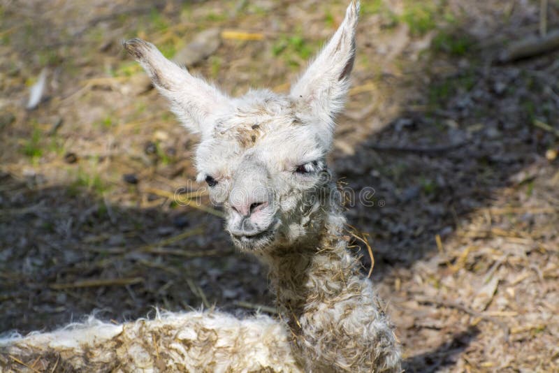 Baby Des Lamas (Lama Glama) Stockfoto - Bild von kalb, lange: 53480220