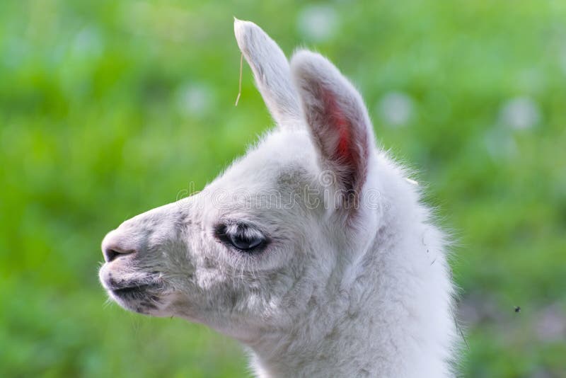 Lamajunge (Lama glama) stockfoto. Bild von tier, süd - 53871920