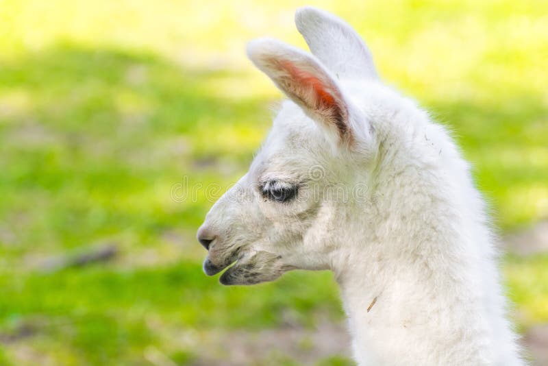 Baby Des Lamas (Lama Glama) Stockbild - Bild von getragen, lange: 53480437