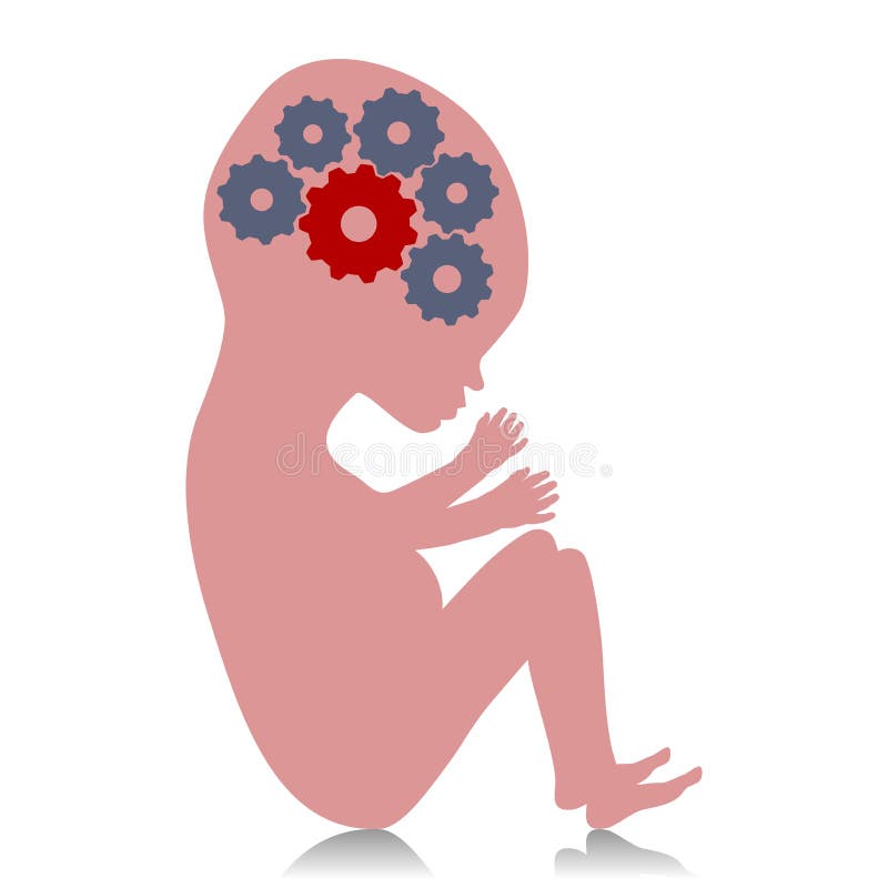 Brain Development Fetus Stock Illustrations – 96 Brain Development ...