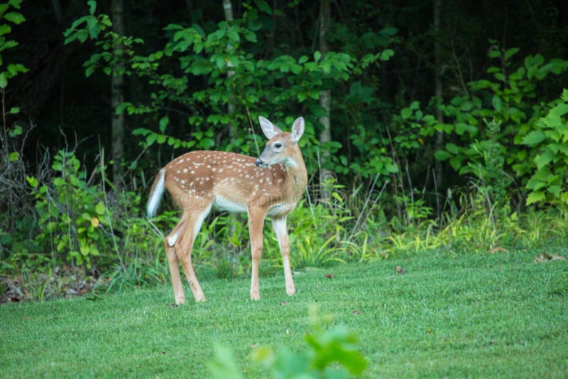 Baby Doe Deer Standing in Grass Stock Image - Image of outdoor, grass ...