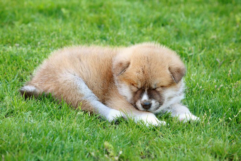 Baby dog stock image. Image of sleep, pedigree, doggy - 26183107