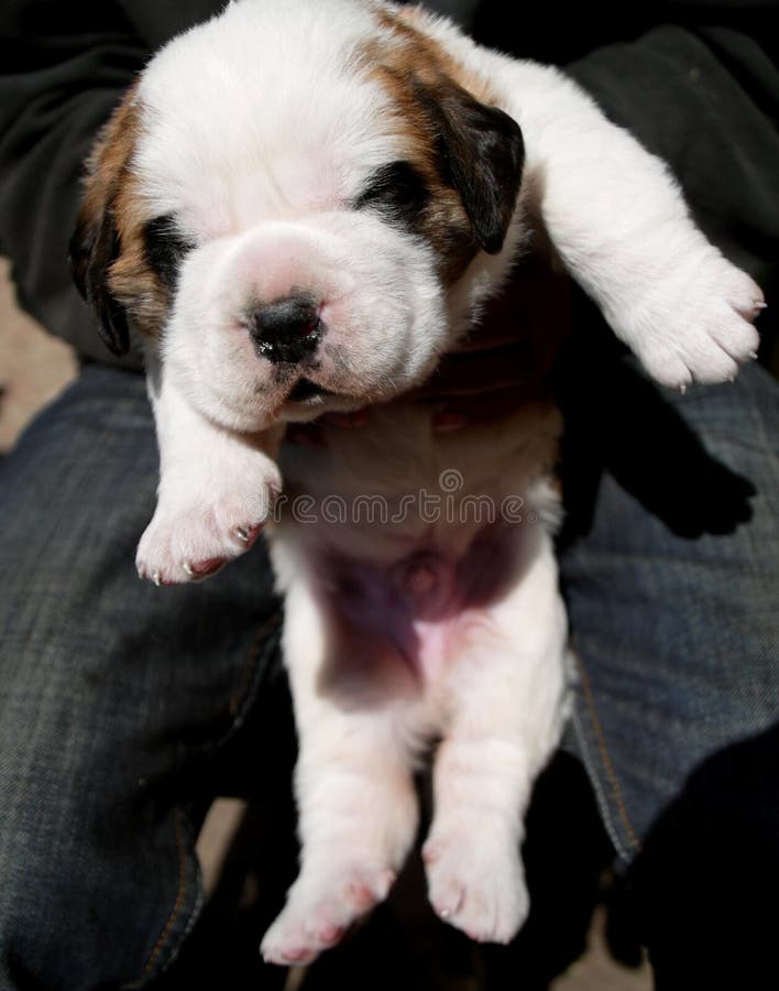 Baby dog stock image. Image of studio, pedigree, animals - 4378375