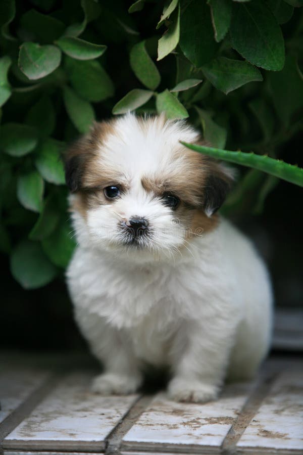 Baby dog stock photo. Image of baby, desire, life, lonely - 4419092