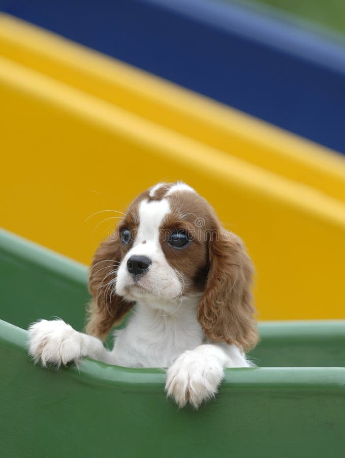 Baby dog stock photo. Image of look, animal, green, cuddling - 4893798