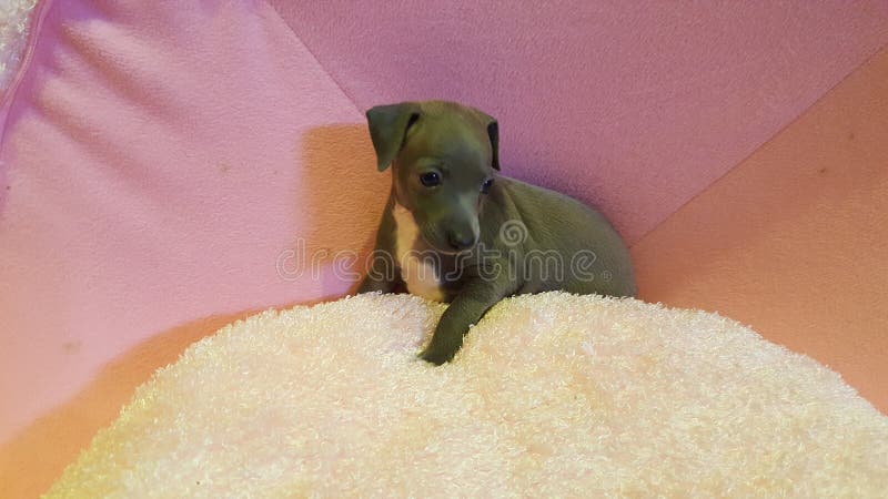 Baby dog italian greyhound stock photo. Image of baby - 166852824