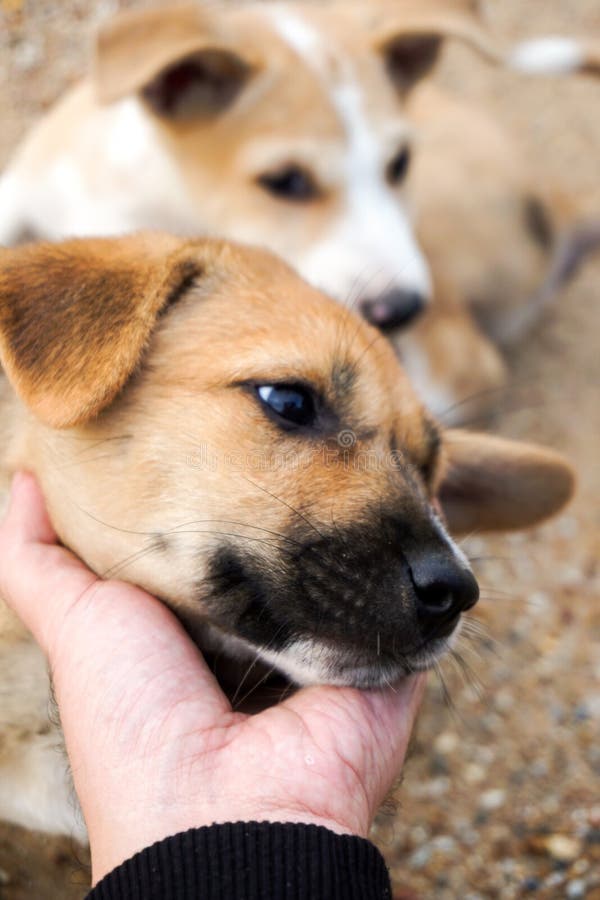 Baby dog stock image. Image of cute, canine, animal - 107268111