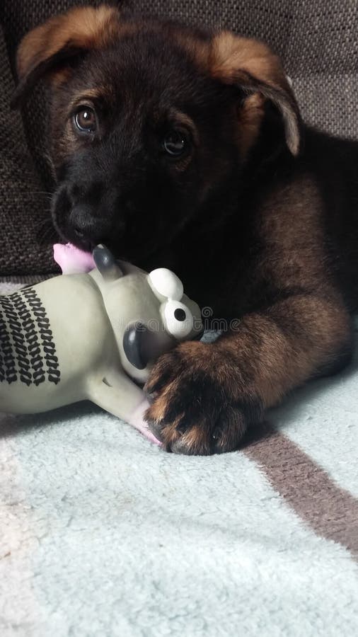 Baby dog stock image. Image of baby, power, body, relax - 68989607