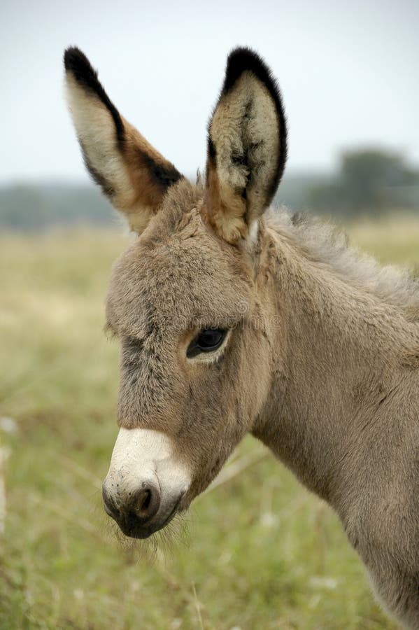 Baby Donkey stock image. Image of farm, barnyard, donkeys - 1367665