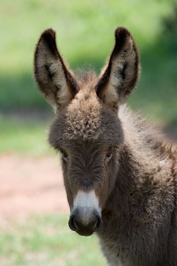 44+ Baby donkey Free Stock Photos - StockFreeImages