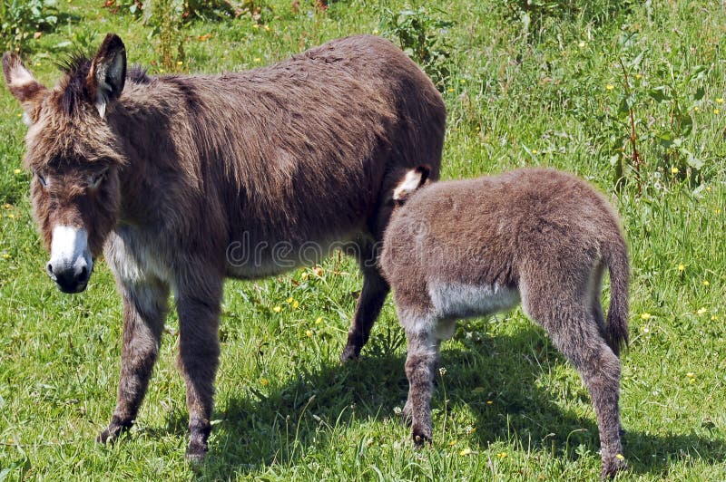 Donkey drinking milk stock image. Image of green, hungry - 16319647