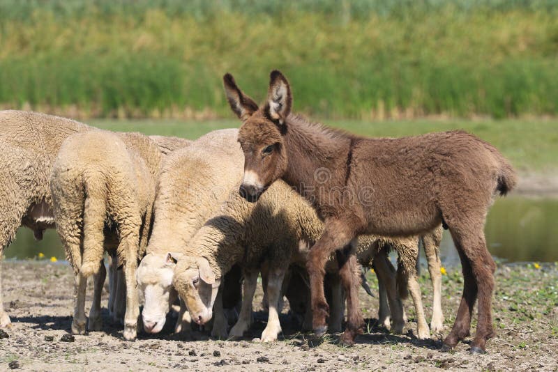 A Donkey and a Sheep Having Cuddle Stock Photo - Image of pasture ...