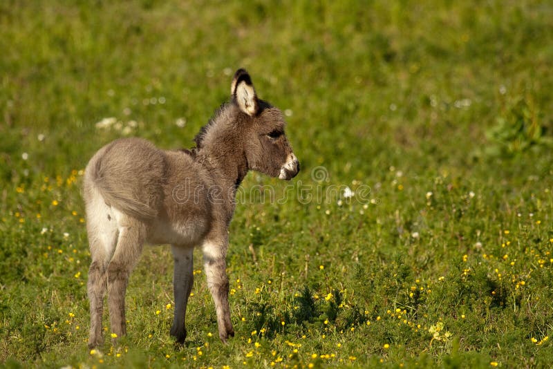 44+ Baby donkey Free Stock Photos - StockFreeImages