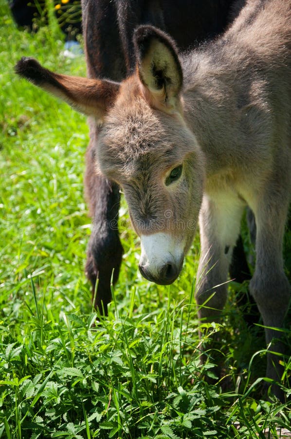 Baby donkey in nature stock photo. Image of wildlife - 35672462