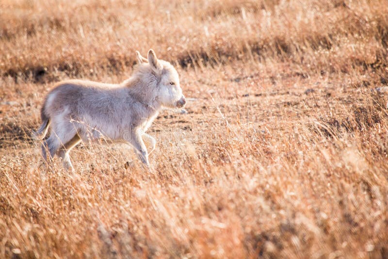 Baby donkey on the run stock image. Image of playful - 67559245