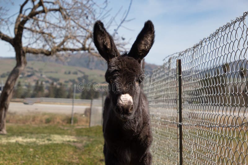 A Baby Donkey on a Spring Day Stock Photo - Image of field, nose: 243269560