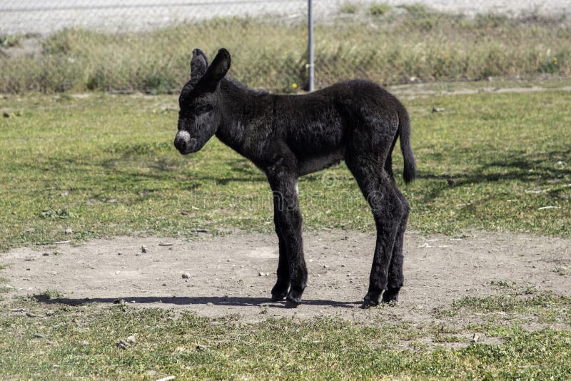 A Baby Donkey on a Spring Day Stock Photo - Image of field, nose: 243269560