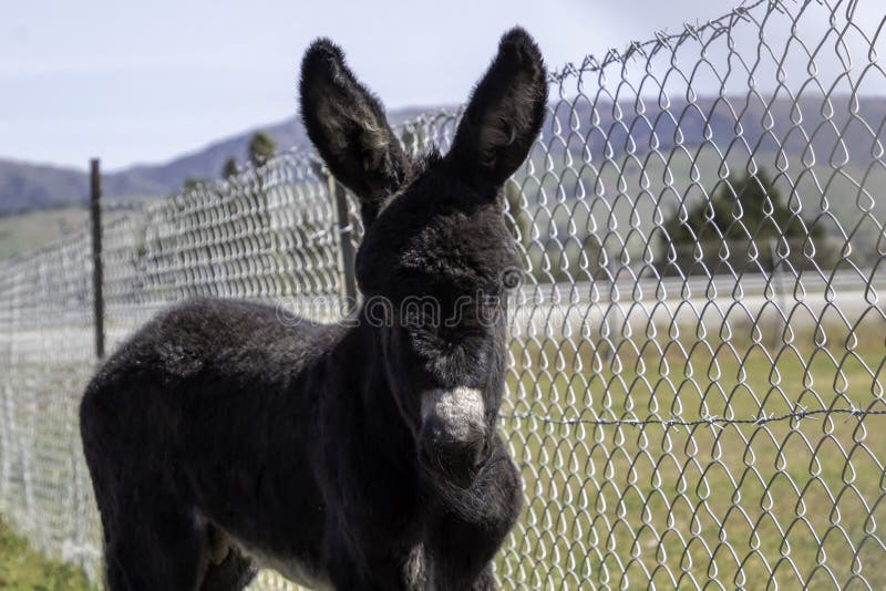 A Baby Donkey on a Spring Day Stock Image - Image of brown, stable ...