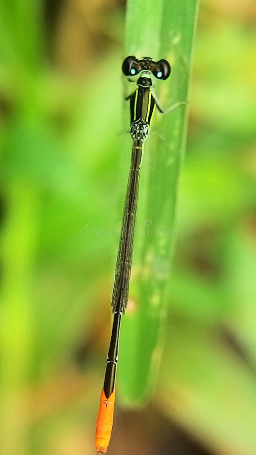 Baby Dragonfly on the Blade Grass Stock Photo - Image of grass, baby ...