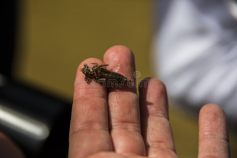 Baby Dragonfly in the Hands of Man in Barcelona, Spain Stock Image ...