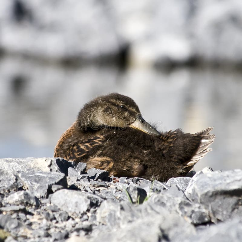 Baby duck stock image. Image of detail, close, rocky, stones - 5337451