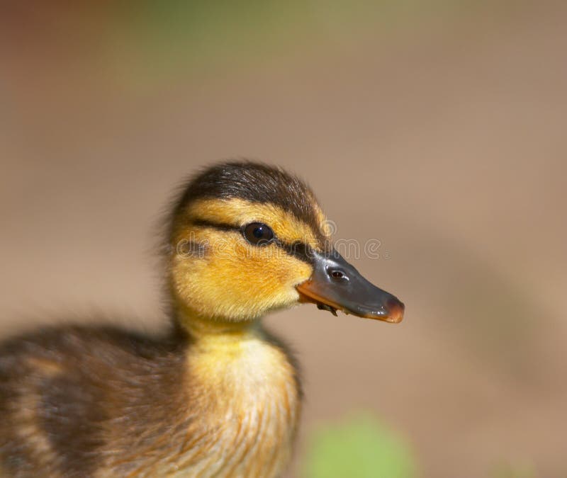 Baby duck stock image. Image of defenseless, emerge, profile - 630131