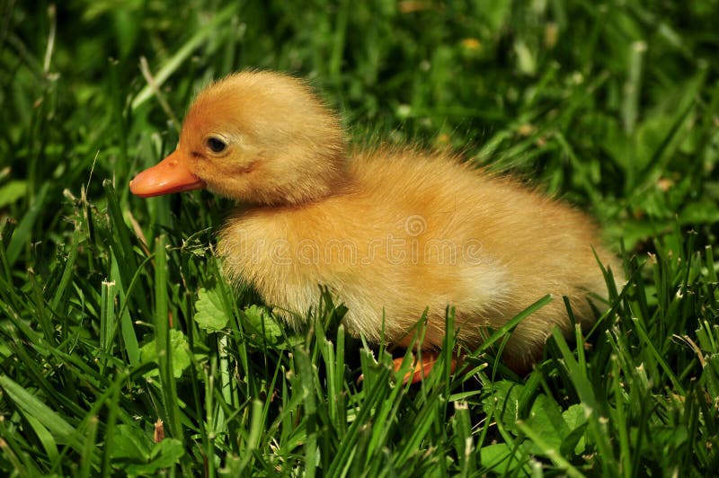 Baby duck stock photo. Image of anatidae, grass, beograd - 274513104