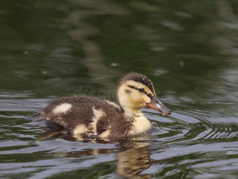 Baby duck stock photo. Image of lake, black, wildlife - 66475564