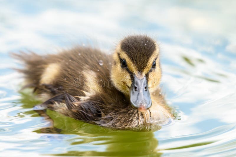 Entenvogel stockfoto. Bild von wild, vogel, schön, schätzchen - 72290656