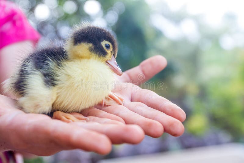 Duck in hands of the child stock photo. Image of dusk - 29220934