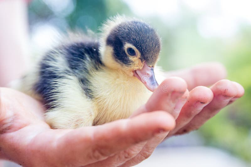 Baby duck in child s hands stock image. Image of natural - 73349561