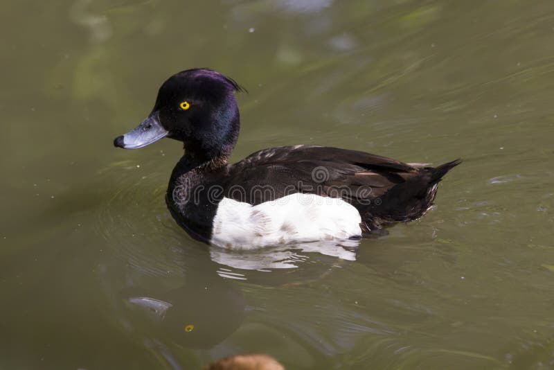Baby Duck stock image. Image of enviroment, waterbird - 32665347