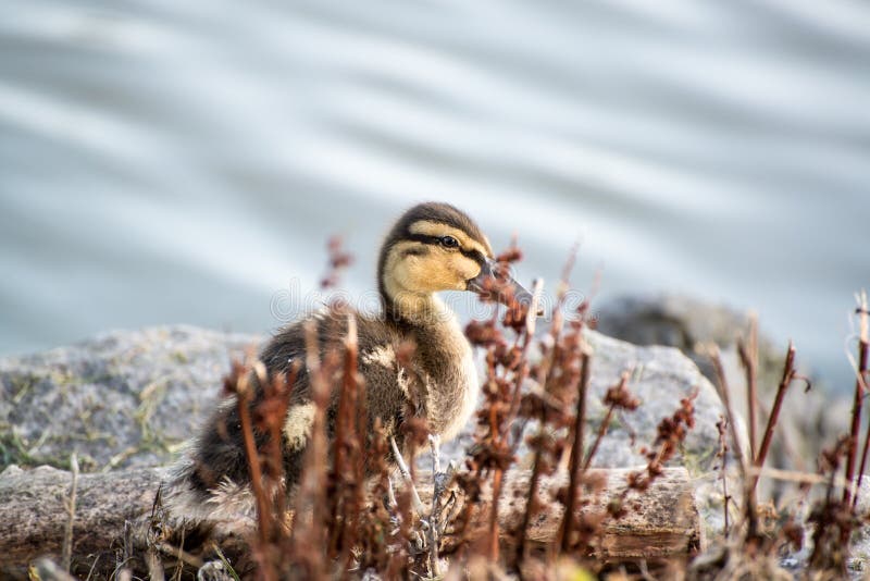 Ducks Tan duck closeup stock image. Image of closeup - 43186517