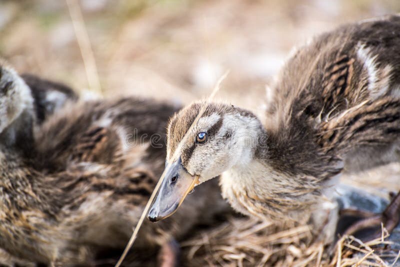 Ducks Tan duck closeup stock image. Image of closeup - 43186517