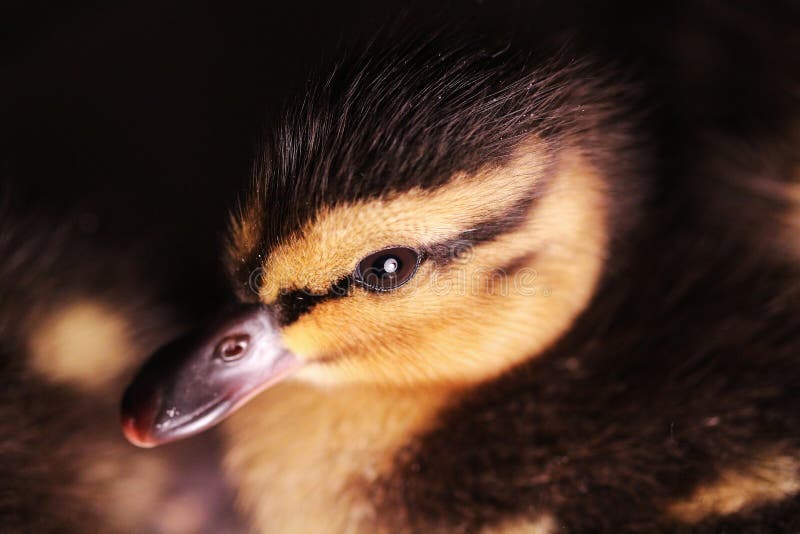 Baby duck stock photo. Image of feather, macro, studio - 32343856