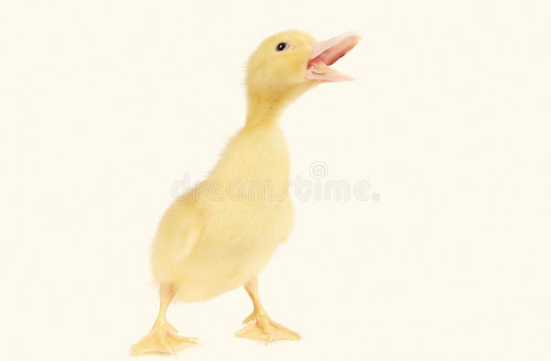 Baby Duck Isolated Over White Background Stock Image - Image of cute ...