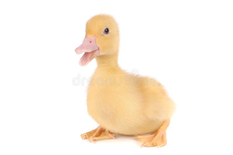 Yellow baby duck stock image. Image of bird, webbed, little - 21923939
