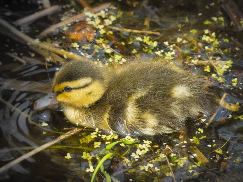 Baby duck stock photo. Image of spring, baby, babies - 76256200