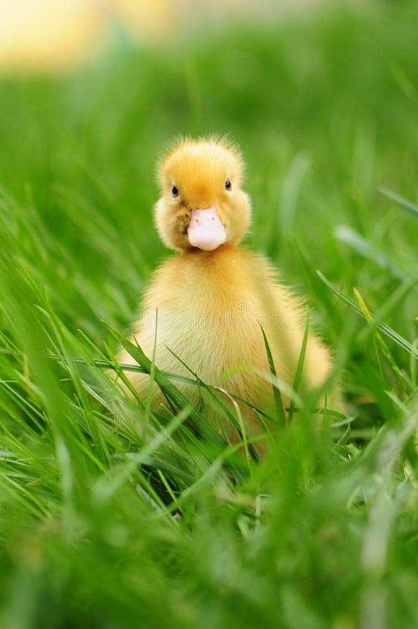 Baby ducks in spring grass stock photo. Image of grass - 69761530