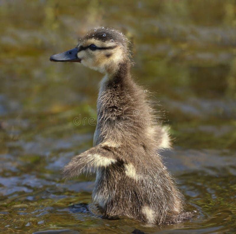 Baby Duck Standing Up in Water Stock Photo - Image of baby, nature ...